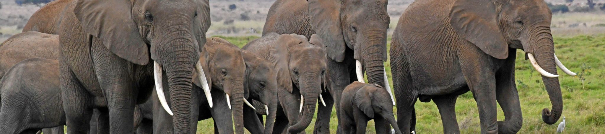 How Travel Can Help Save Elephants Across the Globe – Direct Travel